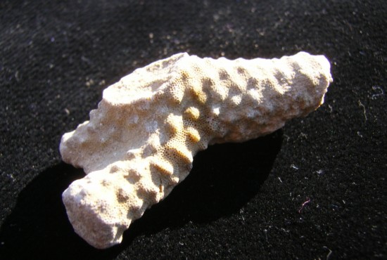 Fossils-Crystals.com – Bryozoan – Parvohallopora subnodosa – SOLD ...