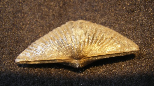 Mucrospirifer Mucronatus Brachiopod – Buffalo, NY – For Sale – Fossils ...