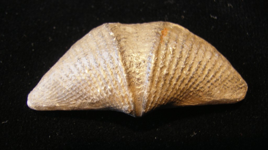 Mucrospirifer Mucronatus Brachiopod- SOLD – Fossils Crystals