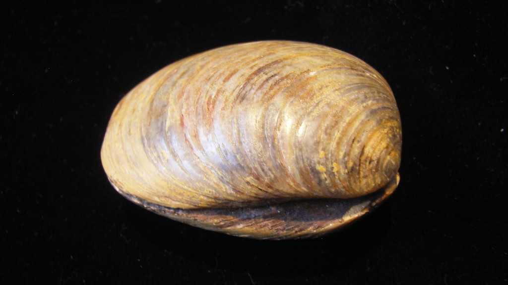 Fossilized Clam – Madagascar – Fossils Crystals