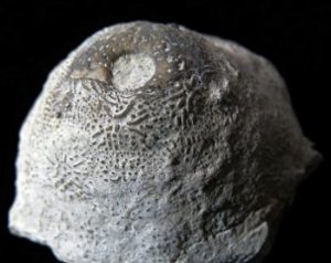 Crinoid Calyx- Eucalyptocrinus – Waldron Indiana – Fossils Crystals