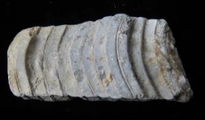 Fossils-Crystals.com – Cephalopod – Cameroceras