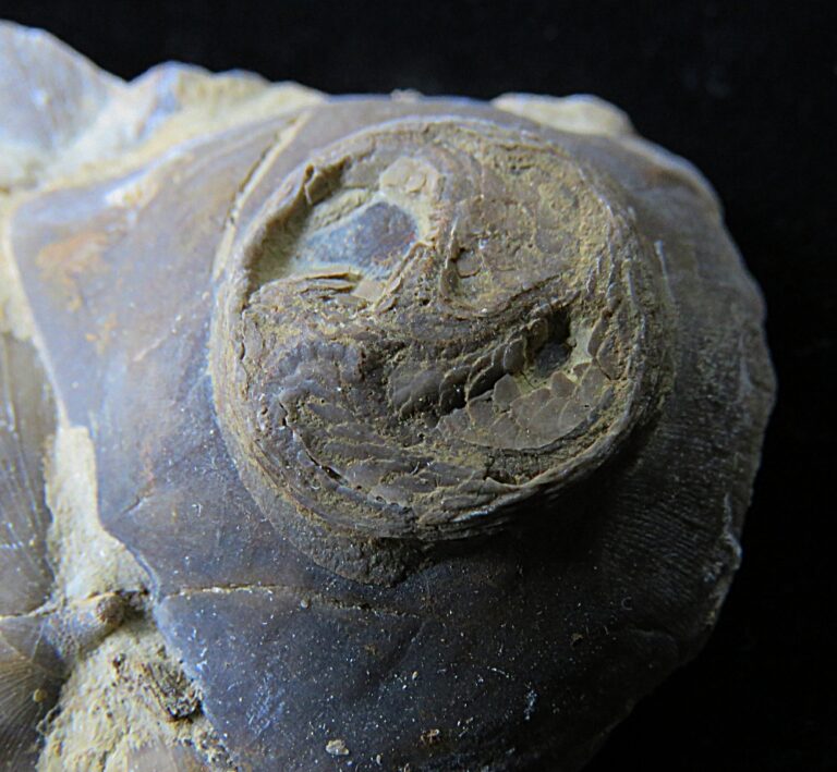 Edrioasteroid- Isorophus cincinnatiensis – Fossils Crystals